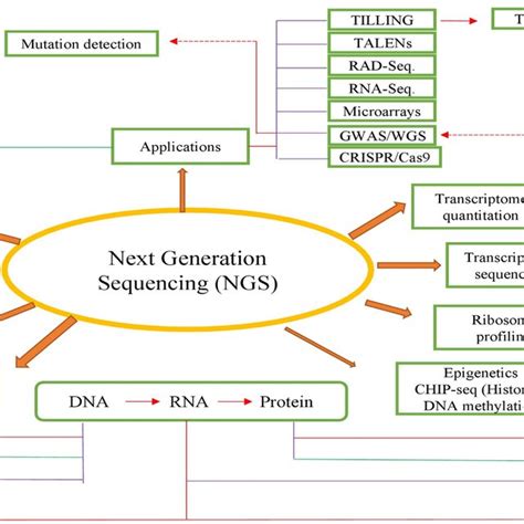 Flow Diagram Showing The Major Steps Of Next Generation Sequencing Download Scientific Diagram