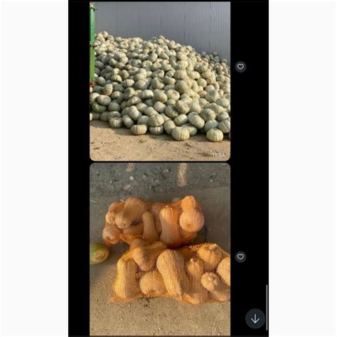 Куплю тыкву как на фото оптом Кировоградская обл — Agro Ukraine
