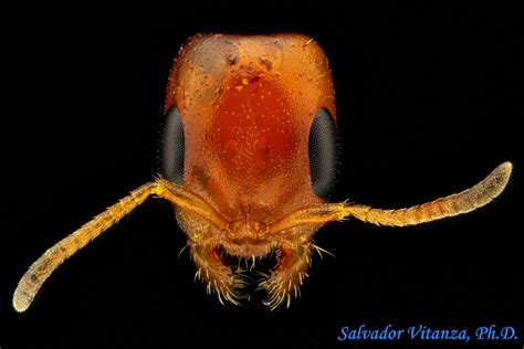 Hymenoptera Formicidae Pseudomyrmex Apache Apache Twig Ant H Urban Programs El Paso County