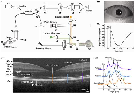 Digital Signal Processor Optical Coherence Tomography At Robert Keck Blog
