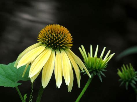松果菊什么时候种植开花有香味吗 花海建设 长景园林网