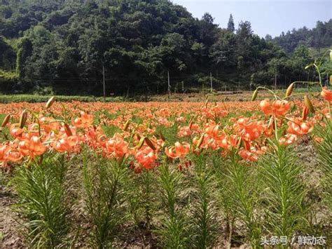 湖北十堰張灣區種植百合天麻月季石斛等中藥材超30萬畝 每日頭條