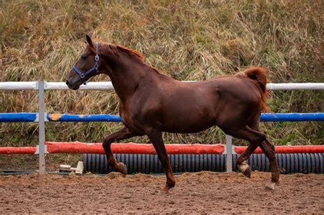 СРОЧНАЯ ПРОДАЖА Петербург 220 000 Крупный и добрый парень НА ПРОДАЖУ 23 11 3822 Жеребец 2