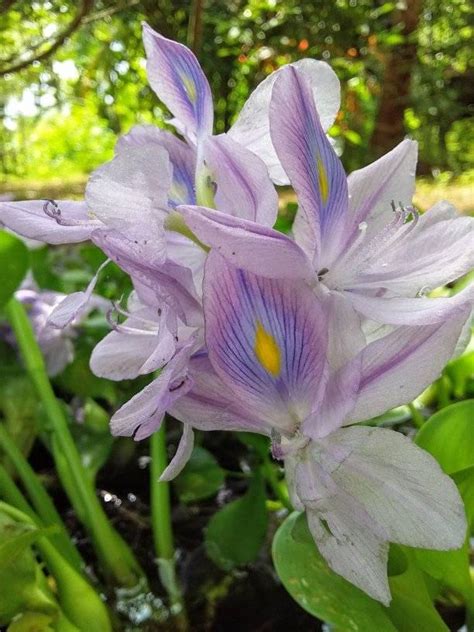 විසිතුරු මල් පැළ