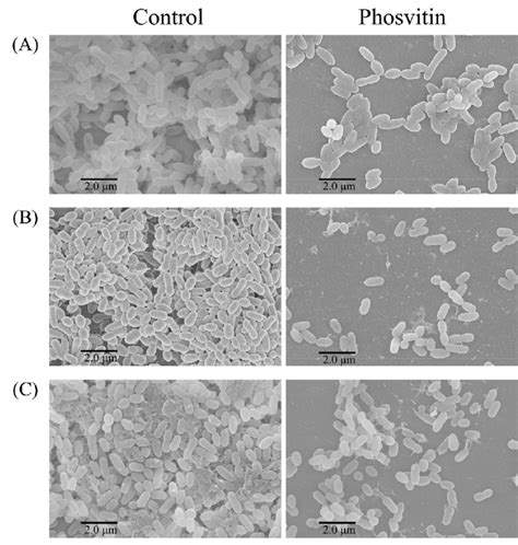 Scanning Electron Micrographs Of Streptococcus Mutans Biofilms On Glass Download Scientific
