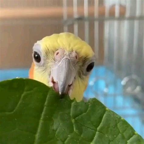 120 Cockatiel Memes Ideas Cockatiel Funny Parrots Funny Birds