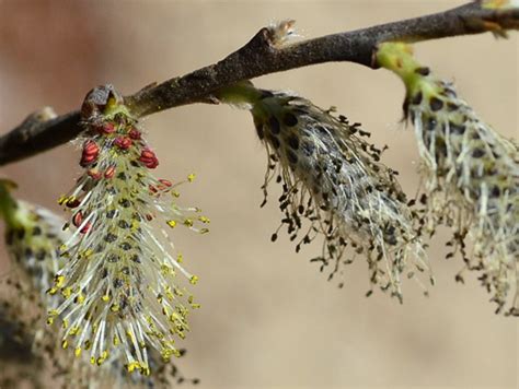 NameThatPlant Net Catkin Images