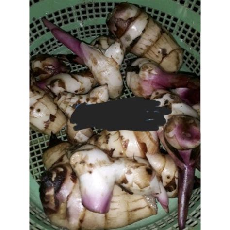 Jual Umbi Ganyo Umbi Ubi Ganyong Segar 1kg Shopee Indonesia