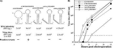 Replication Of C19c20 Vee Sinv Variants Having Additional Aug Repeats