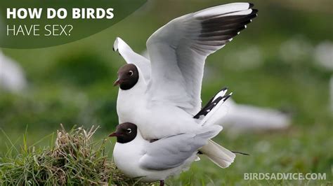How Do Birds Have Sex Mating In Birds Birds Advice