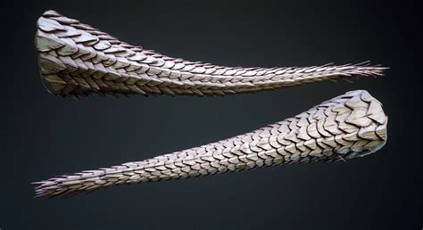 Tails 33 Tail Meshes And Curve Flippednormals
