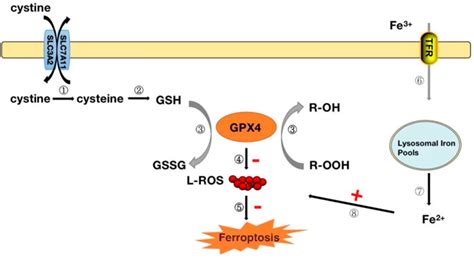 Glutathione Peroxidase Structure