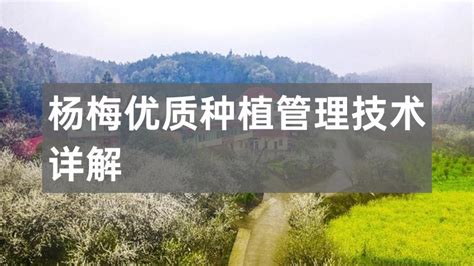 杨梅优质种植管理技术详解