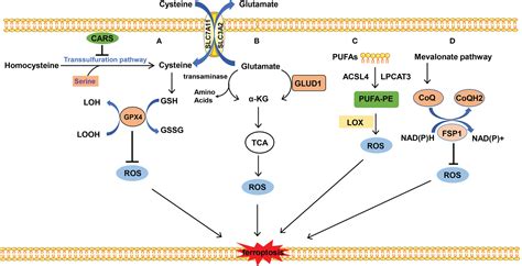 Frontiers Insights Into Ferroptosis A Novel Target For The Therapy