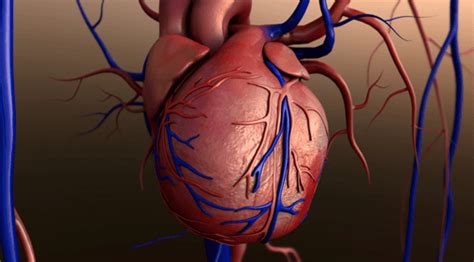 Hyperdynamic Heart Ef 70 Increases Mortality Risk 56