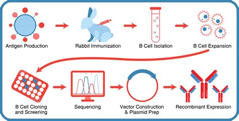 Rabbit Monoclonal Antibody Development Leinco Technologies