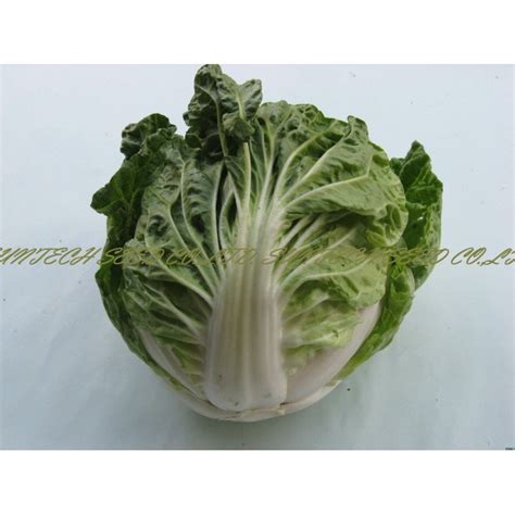 蔬菜種子S273夏天結球白菜 最適合夏天種植因為較野性風雨後恢復力強 蝦皮購物