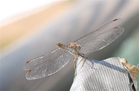 De Libelle Yoors