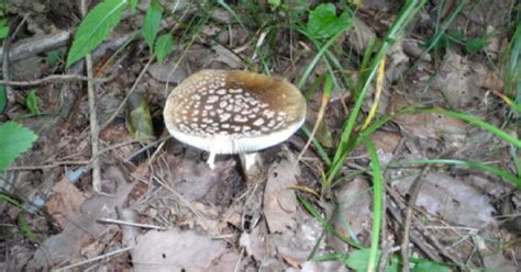 ‘식용버섯과 흡사하다고 먹었다간 여름철 야생버섯 독 주의보”