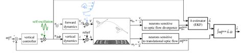 Figure 1 From Oscillations Make A Self Scaled Model For Honeybees Visual Odometer Reliable