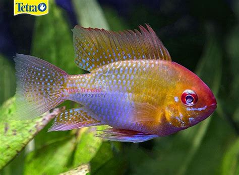 german gold ram papiliochromis ramirezi — the ram is known for its excellent personality