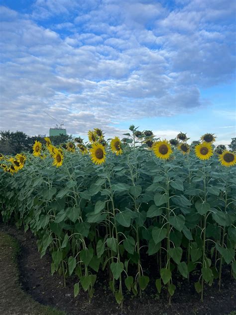 Htet Htet Hlaing On Linkedin Merry Christmas To You All 🎁🙏