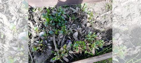 Корни георгин купить в Санкт-Петербурге | Товары для дома и дачи | Авито