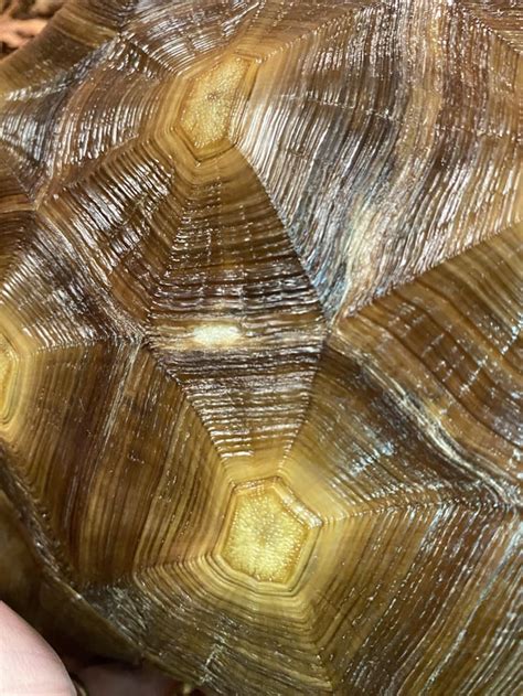 Sulcata Tortoise Shell Question R Tortoise