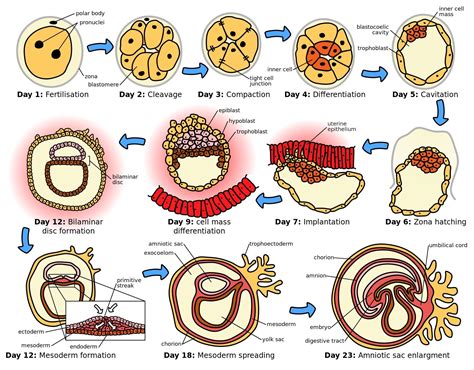 Chorionic Villi Development