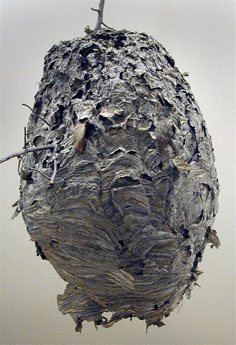 Purdue Expert Patience Is Key When Removing Wasp Nests