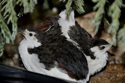 Tuxedo Quail On Tumblr