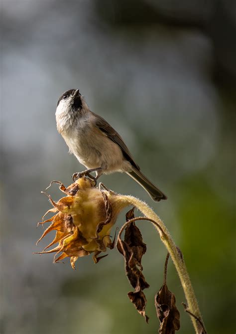 4000 무료 젖꼭지 And 자연 이미지 Pixabay