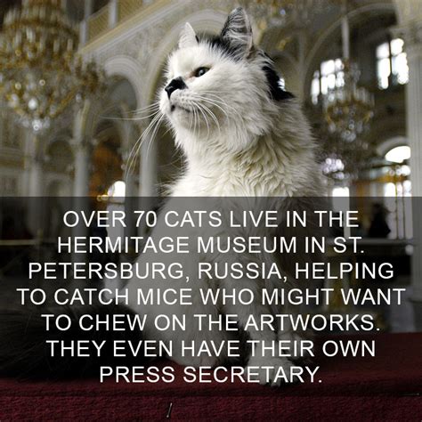 10 Amazing Cat Facts That You Probably Didnt Know Funny Cats And Kittens
