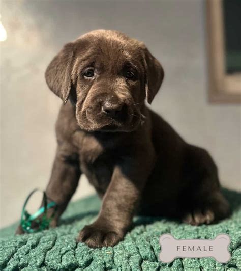 Charcoal Labrador Retriever Puppies Male Reservation