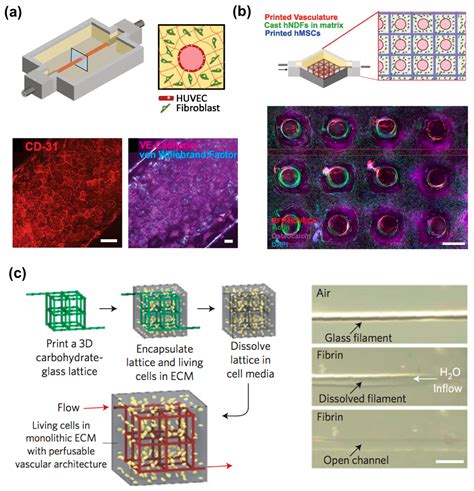 3d Bioprinting And In Vitro Cardiovascular Tissue Modeling