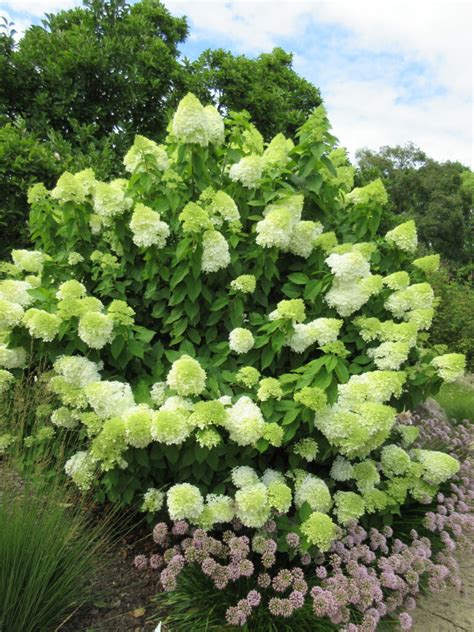 Episode 131 Green Plants Fine Gardening