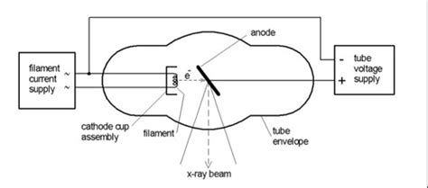 Week X Rays Flashcards Quizlet