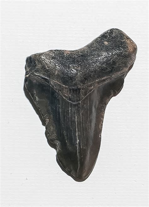 Fossil Hound Exploration June 2017