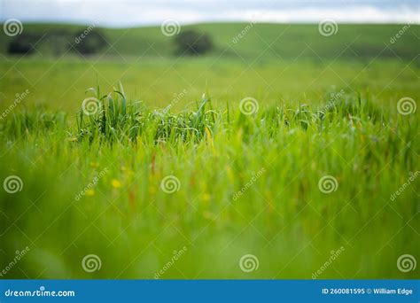 Pasture Growing In A Field Cattle Grass Growing In A Paddock Stock