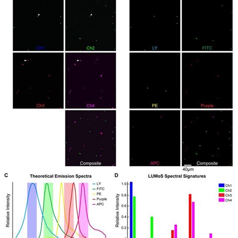 Pdf Robust Blind Spectral Unmixing For Fluorescence Microscopy Using Unsupervised Learning