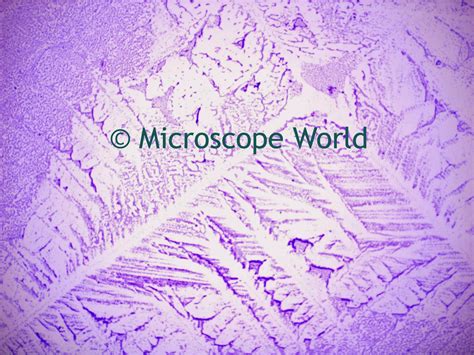 Microscope World Blog Staphylococcus Under The Microscope