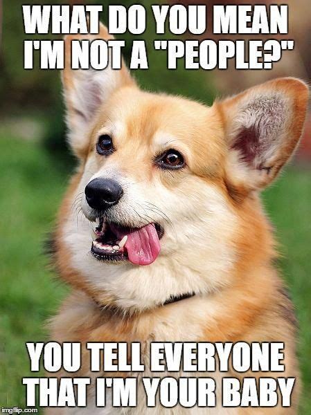 30 Funny Corgi Memes That Will Make You Laugh Out Loud Artofit