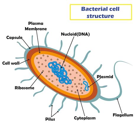 Bacterial Cell Diagram Labeled