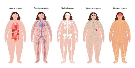 Human Anatomy Photograph By Pikovit Science Photo Library Pixels