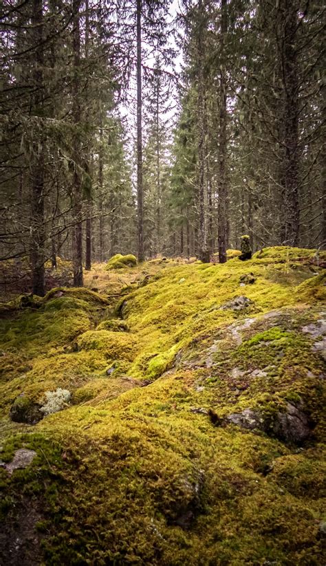 Naturfotograf Fotograf Kalmar