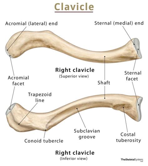 Third Metacarpal Definition Location Anatomy Diagram