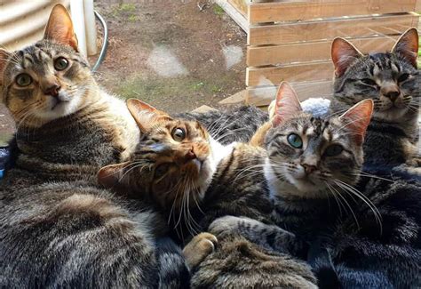 Cat Desexing Program Project Meow