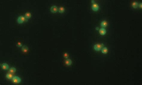 Lumencor Resources Solid State Illumination For Microscopy And More