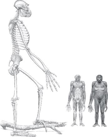 Ardipithecus Ramidus Fossil