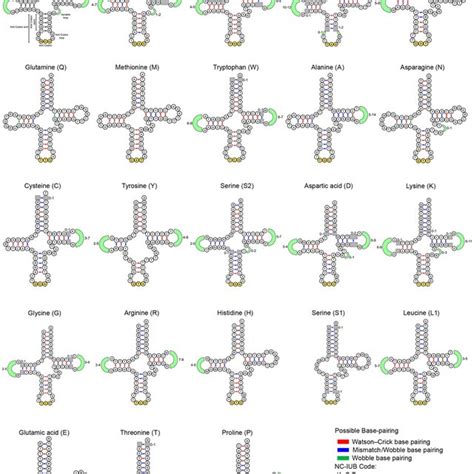 Secondary Structures Of 22 Transfer Rnas Trnas Displaying The Download Scientific Diagram